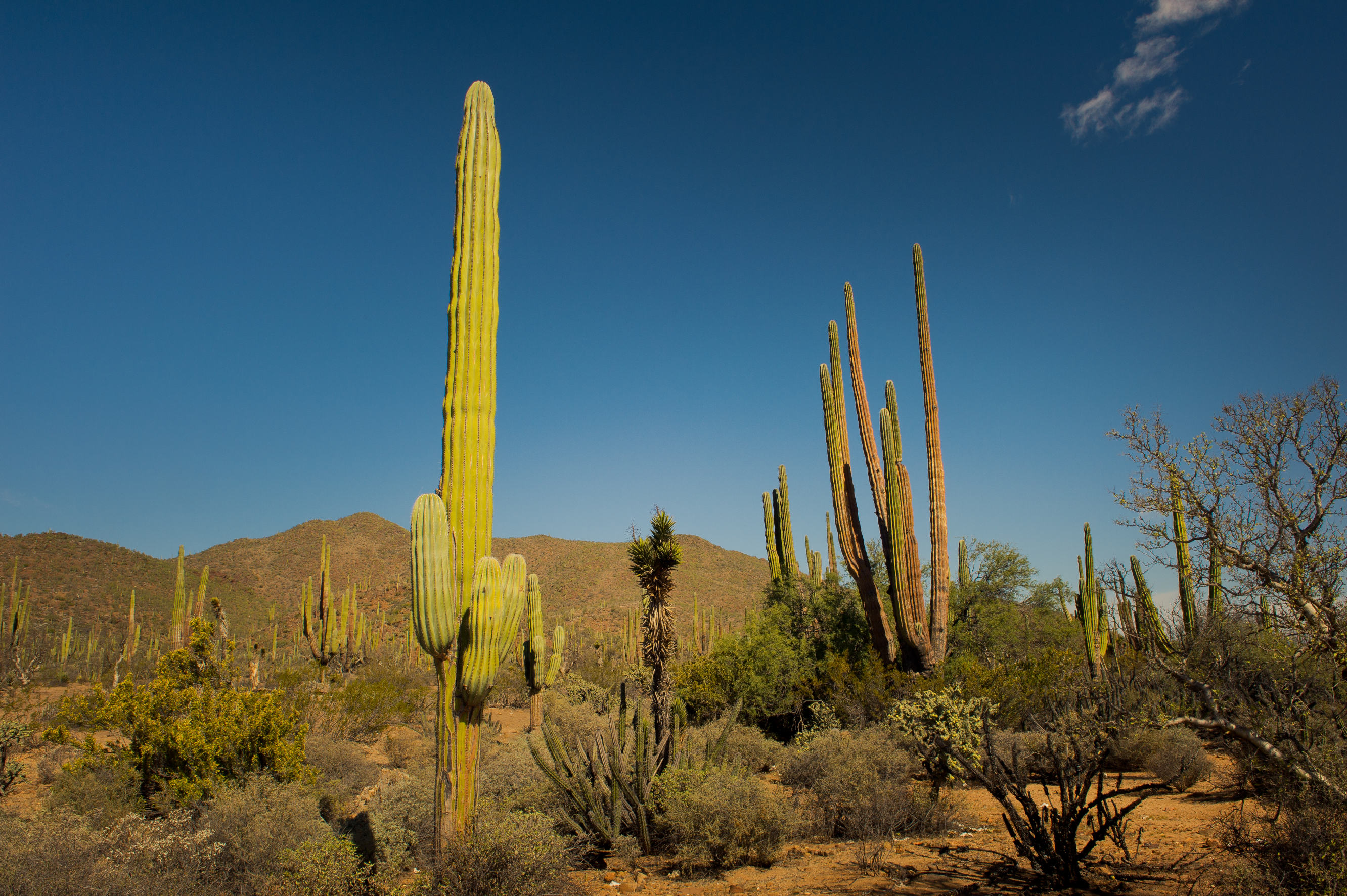Baja Mexico Motorcycle Tour | Guided Motorcycle Tour